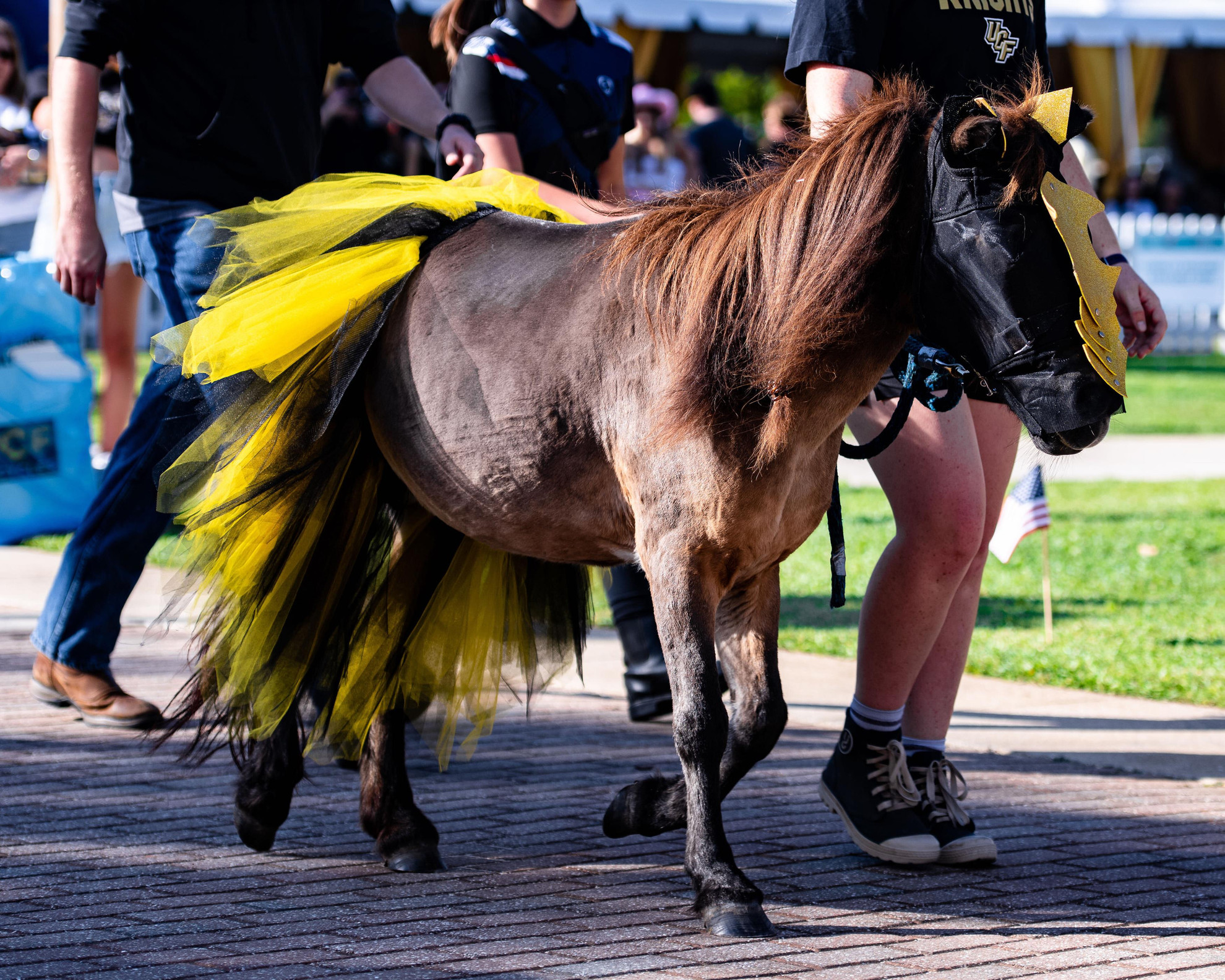 Knugget II Debut - UCF Athletics - Official Athletics Website